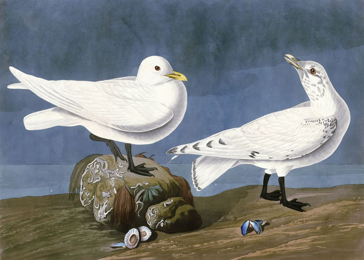 ' Ivory Gull' Poster by Old master art | Displate