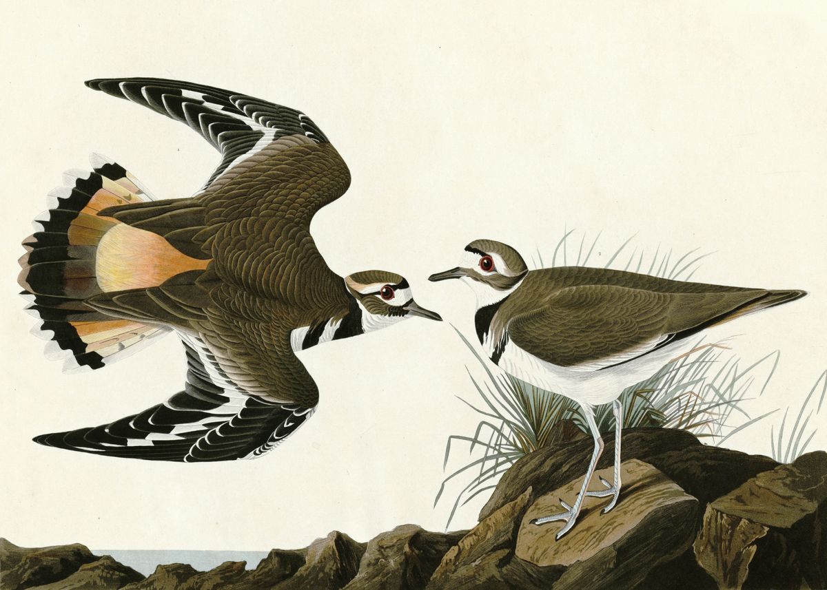 ' Kildeer Plover' Poster by Old master art | Displate