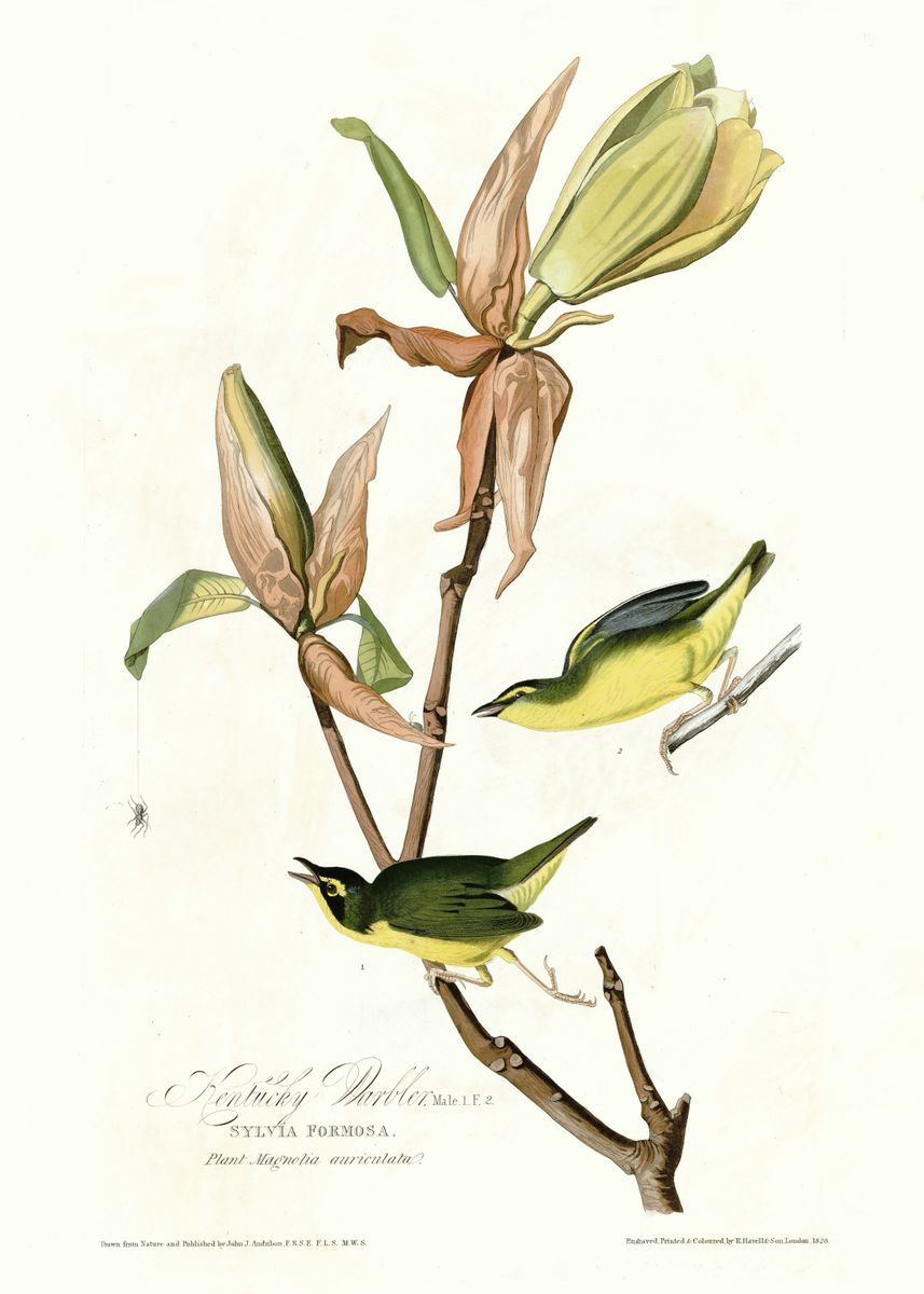 ' Kentucky Warbler' Poster, picture, metal print, paint by Old master ...