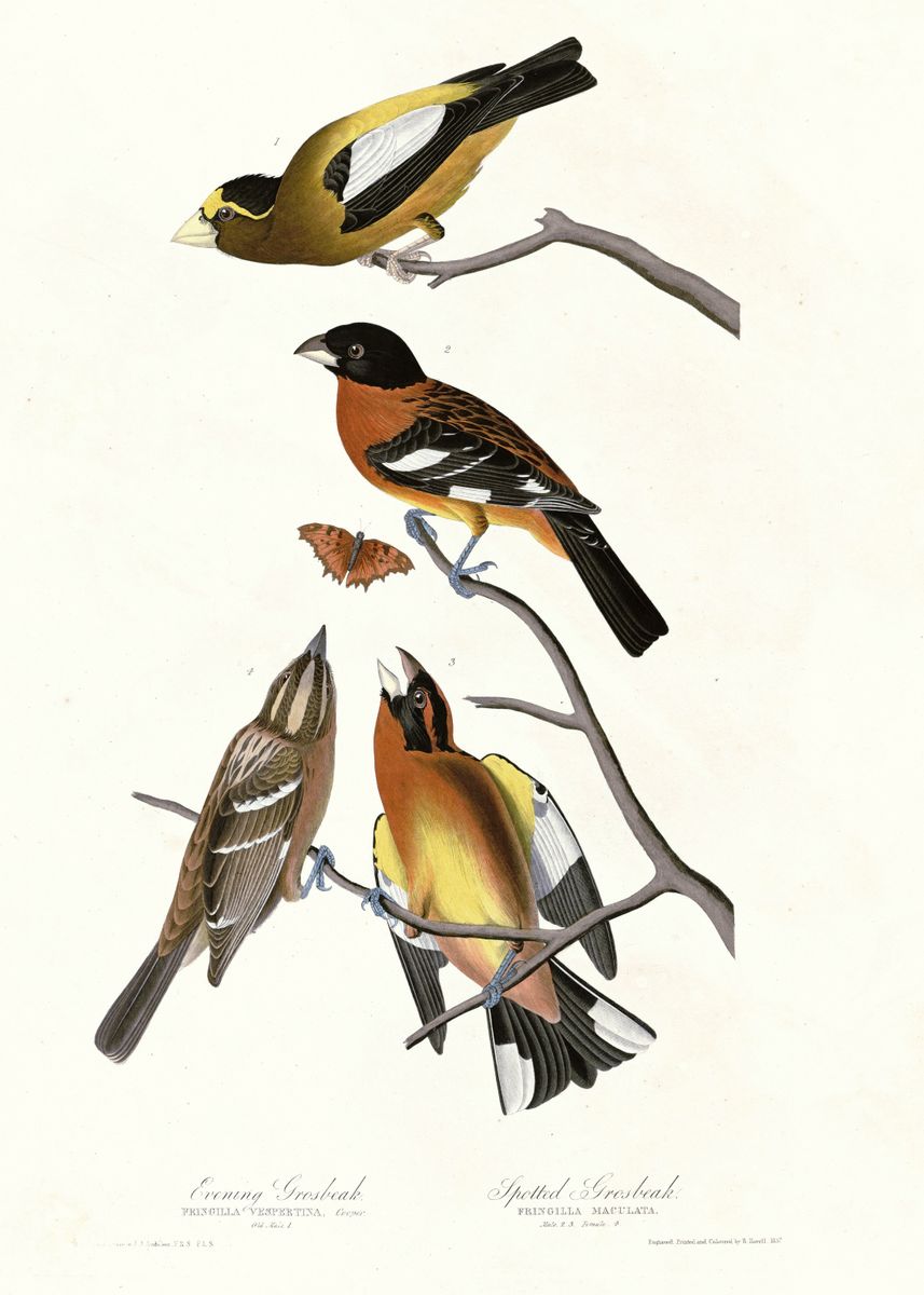 ' I Lark Finch Prairie' Poster, picture, metal print, paint by Old ...