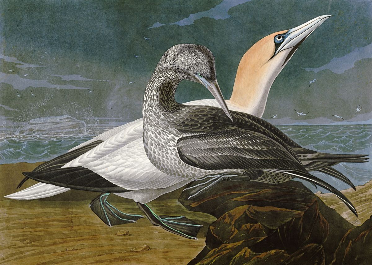 ' Gannet' Poster by Old master art | Displate