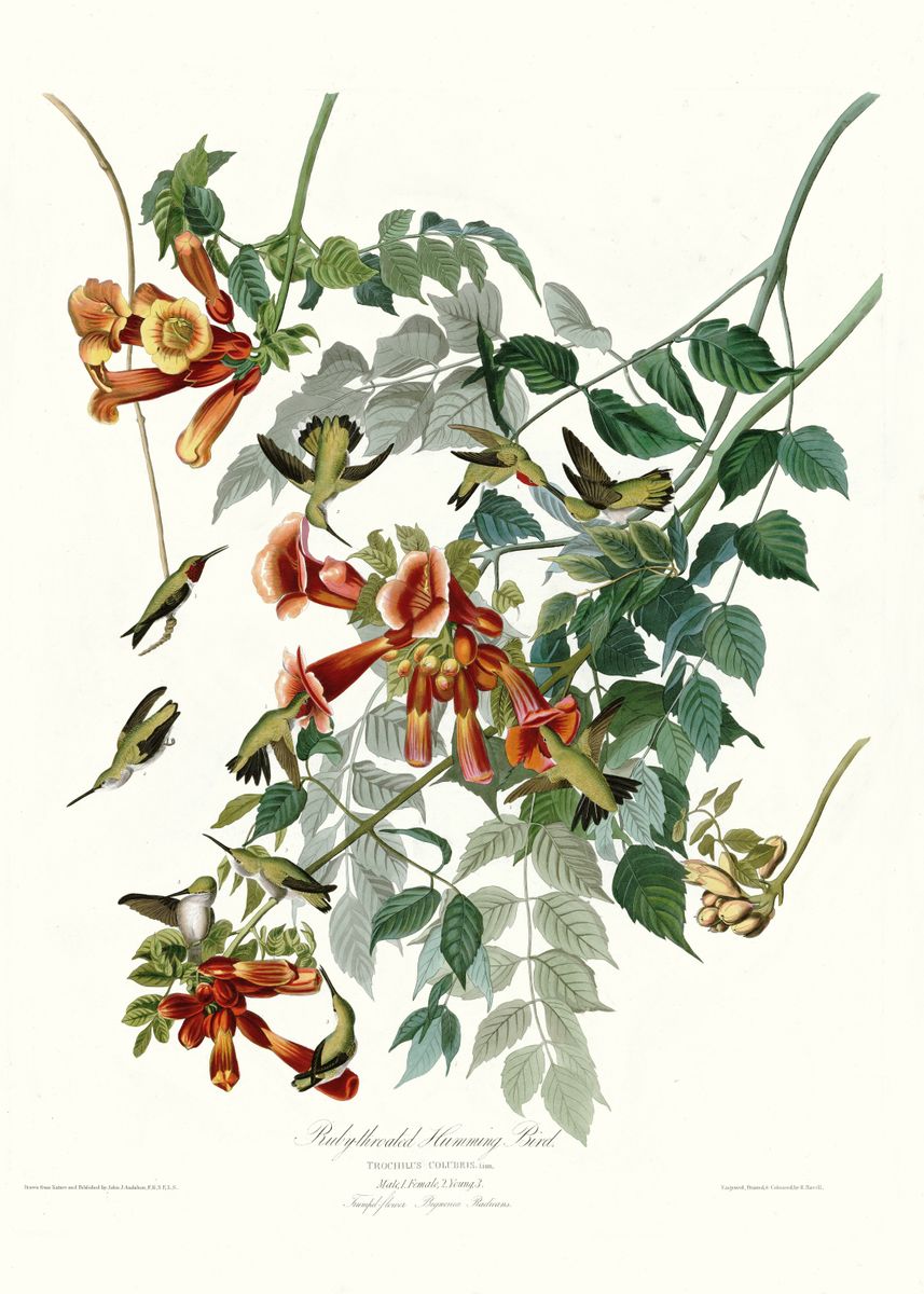 ' Ruby throated Humming Bir' Poster, picture, metal print, paint by Old ...