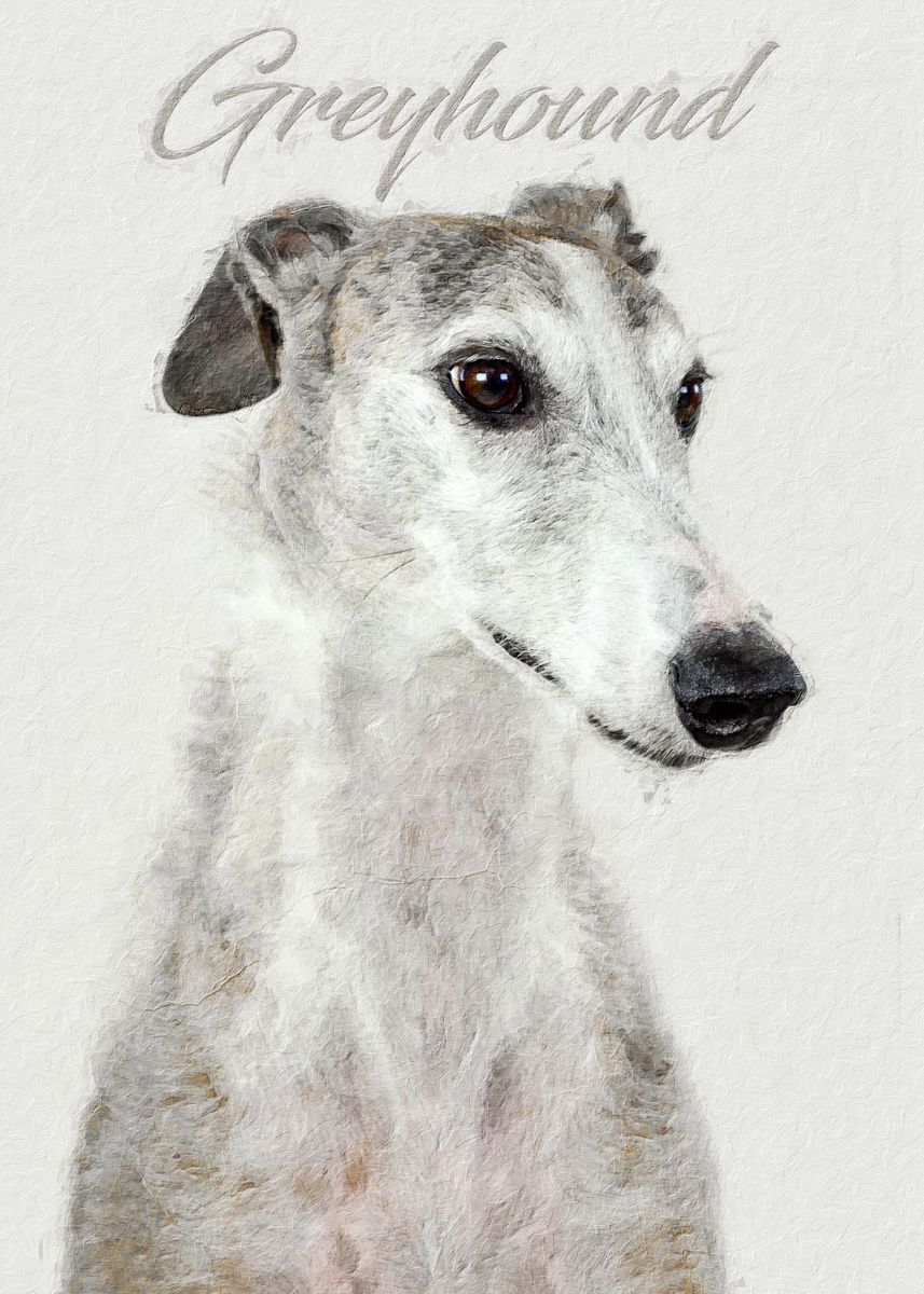 'Greyhoud dog' Poster, picture, metal print, paint by Kitty Kit | Displate