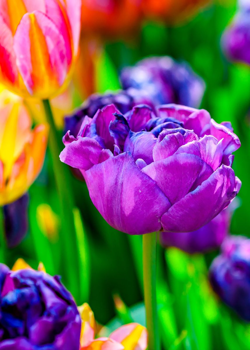'Tulips Color Gala' Poster, picture, metal print, paint by Art Ofphotos ...