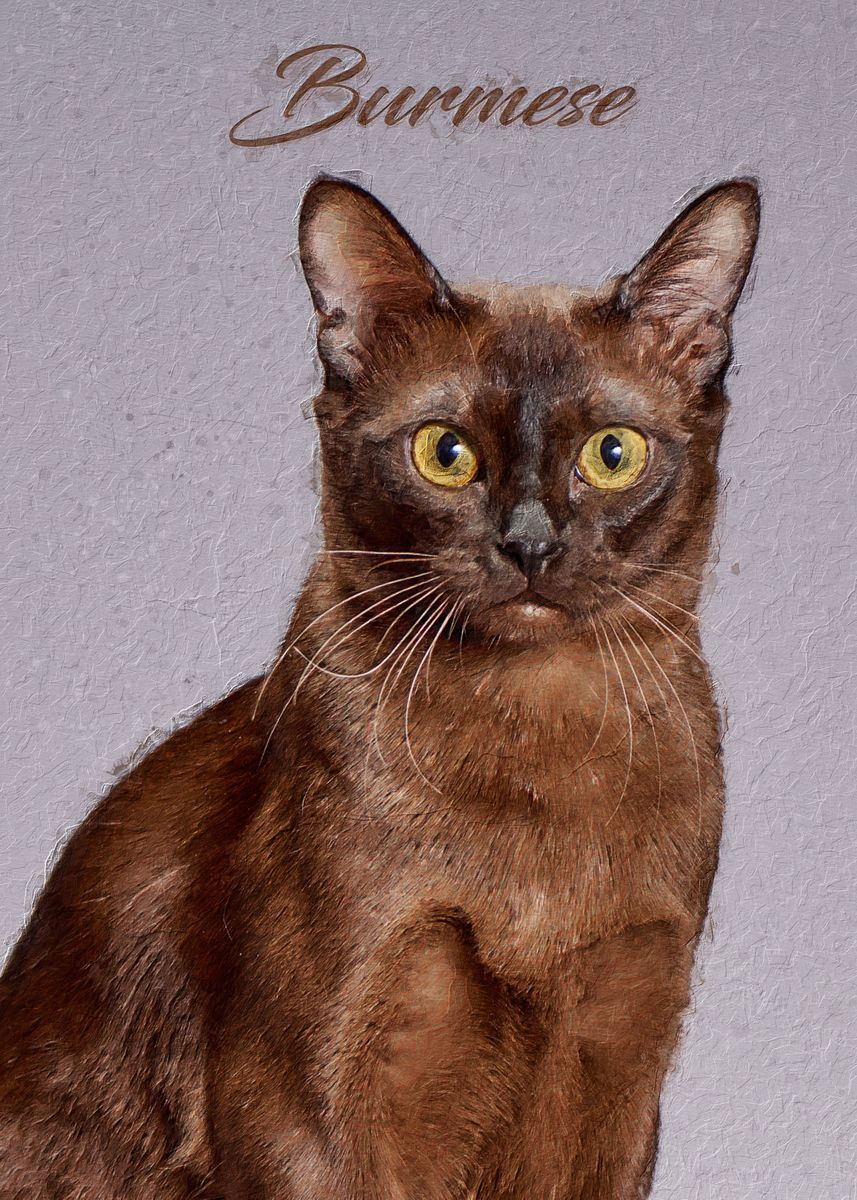 'Burmese cat' Poster, picture, metal print, paint by Kitty Kit | Displate