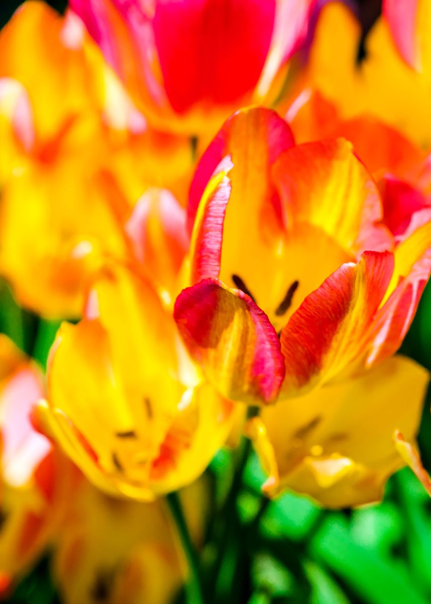 'Tulips Color Gala' Poster, picture, metal print, paint by Art Ofphotos ...