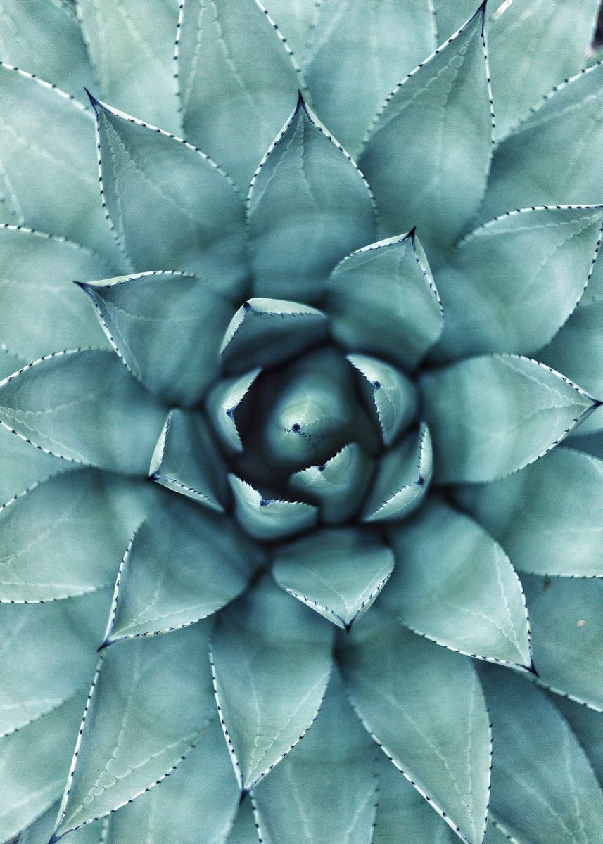 'succulent' Poster by Haroulita kav | Displate