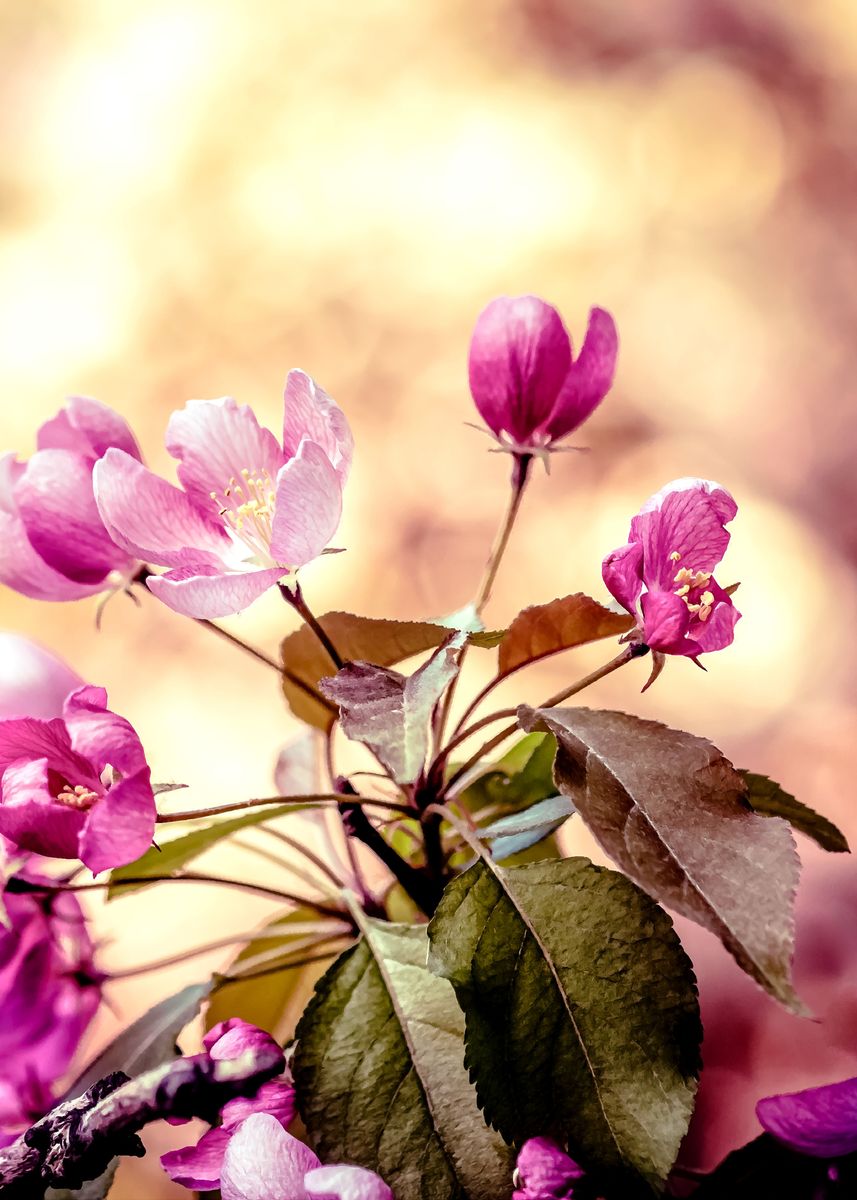 'Pink Beige Blossoms Right' Poster, picture, metal print, paint by Art ...