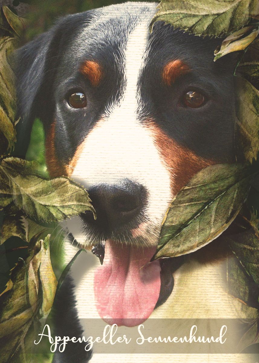 'Appenzeller Sennenhund' Poster, picture, metal print, paint by Mito ...