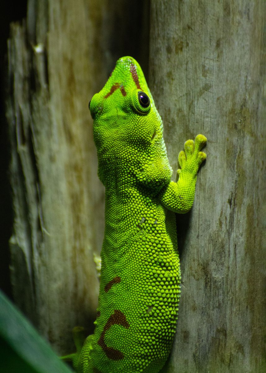 'Lizard' Poster by Lucas Schmidt | Displate