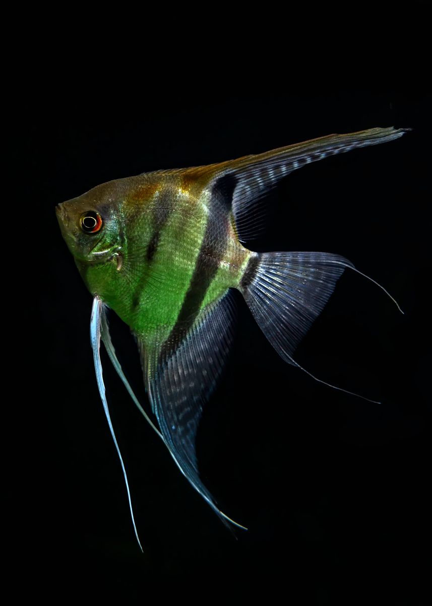 'Pretty Angelfish' Poster, picture, metal print, paint by Jaroslaw ...