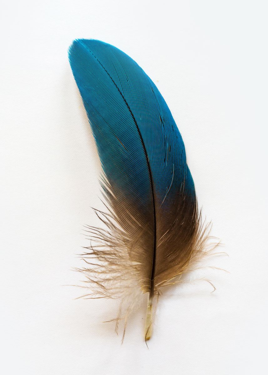 'Blue feather' Poster, picture, metal print, paint by Jaroslaw ...