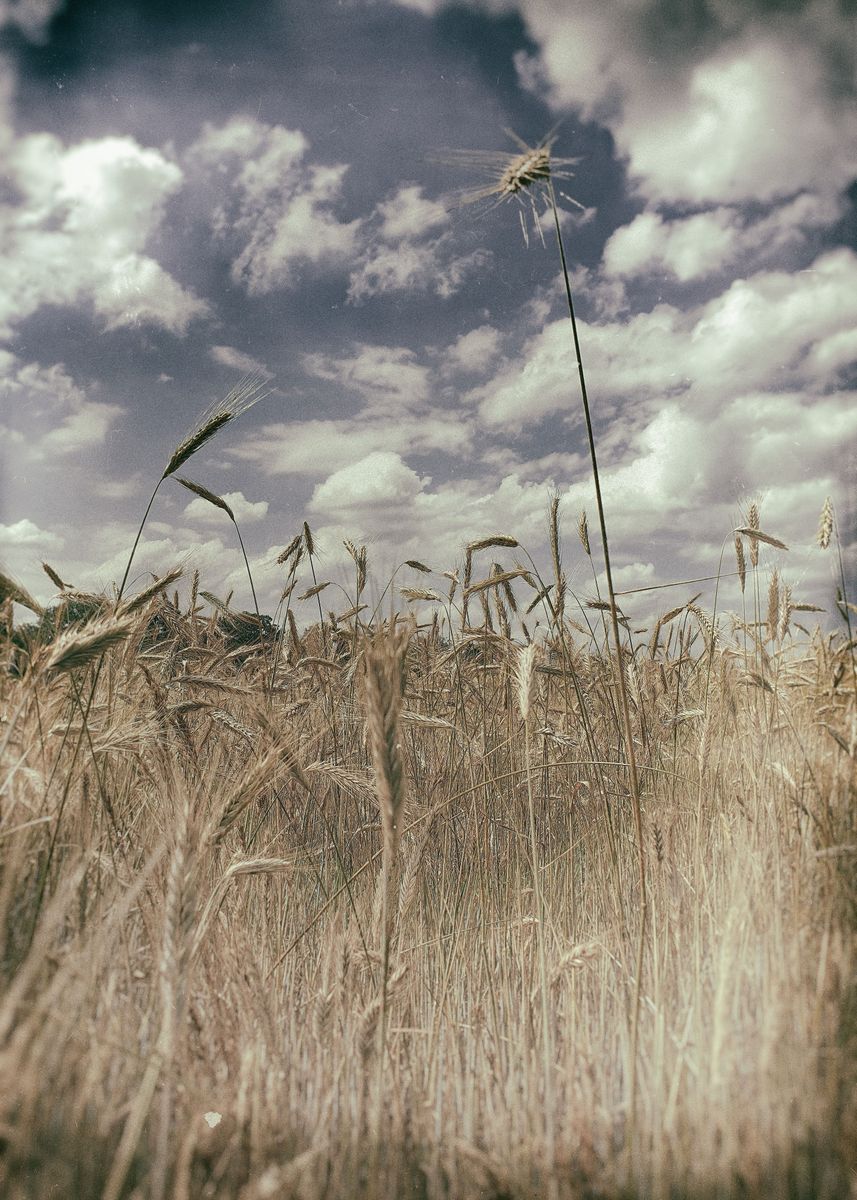 'rye field vintage' Poster by AndZNet | Displate