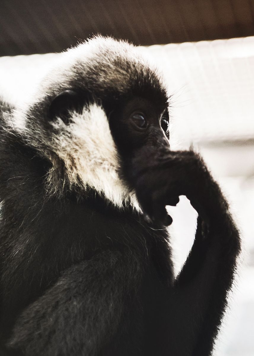 'The Thinking Monkey' Poster, picture, metal print, paint by James ...