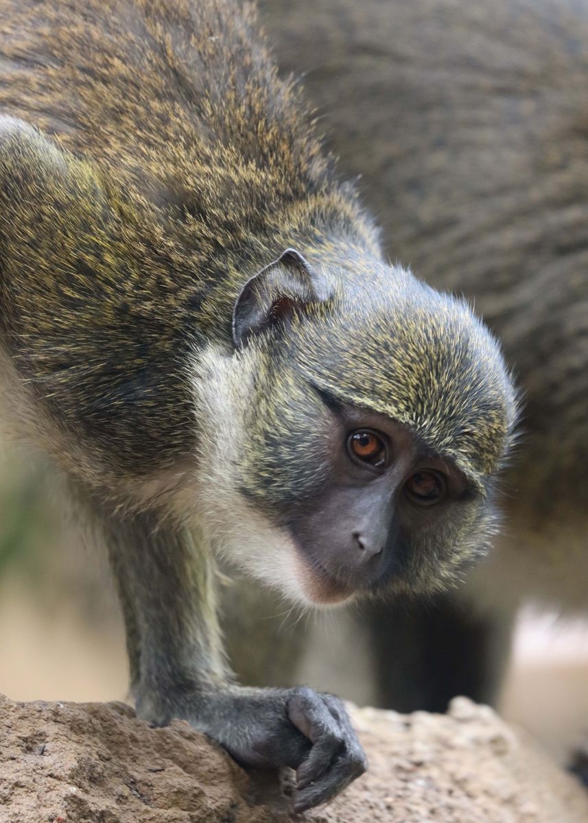 'curious monkey' Poster by Melanie Kowasic | Displate