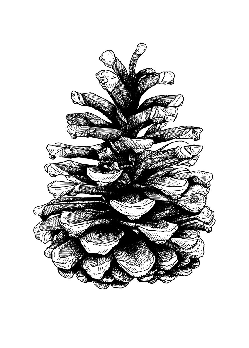 'Fir Cone Drawing' Poster, picture, metal print, paint by Adam Regester ...