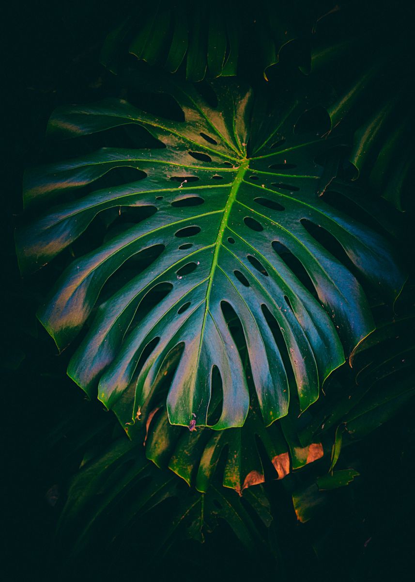 'Nature Background' Poster, picture, metal print, paint by ...