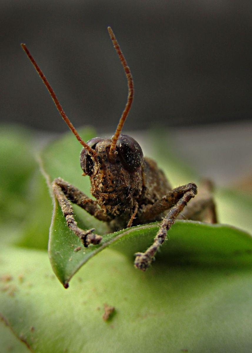 'The Muddy Grasshopper' Poster, picture, metal print, paint by Aryan ...