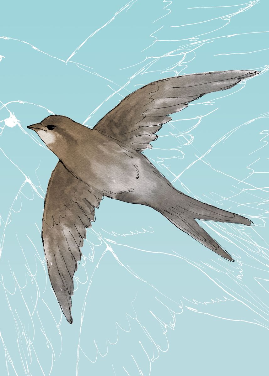 'Common Swift in the air' Poster, picture, metal print, paint by Bianca ...