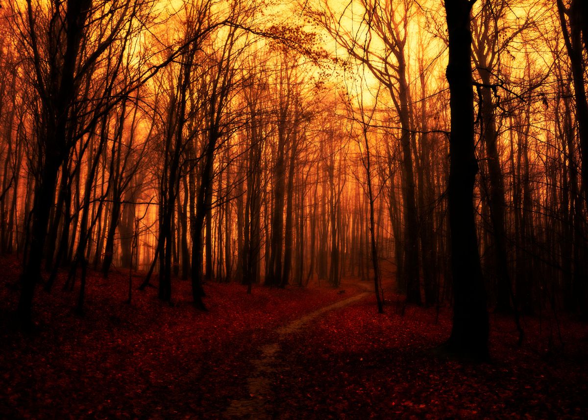 'Dark autumn forest' Poster by Claudia Evans | Displate
