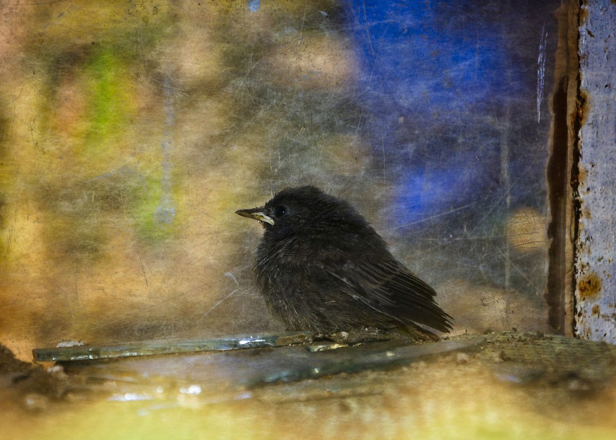 'Yearningly' Poster by Claudia Evans | Displate