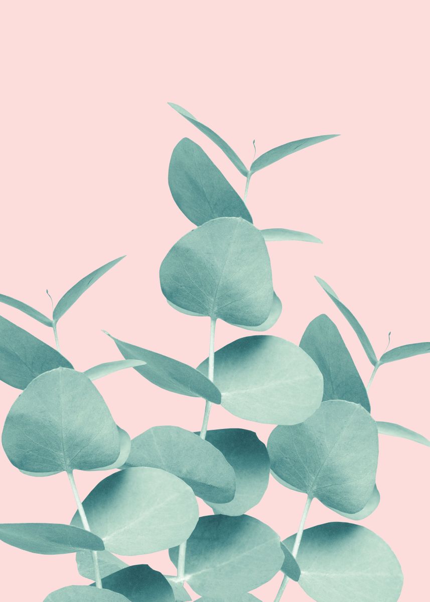 'Eucalyptus Leaves 1' Poster, picture, metal print, paint by Anita's ...