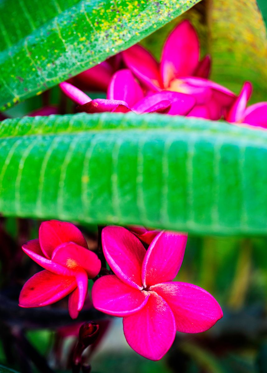 'Frangipani Beauty' Poster, picture, metal print, paint by Kevin ...