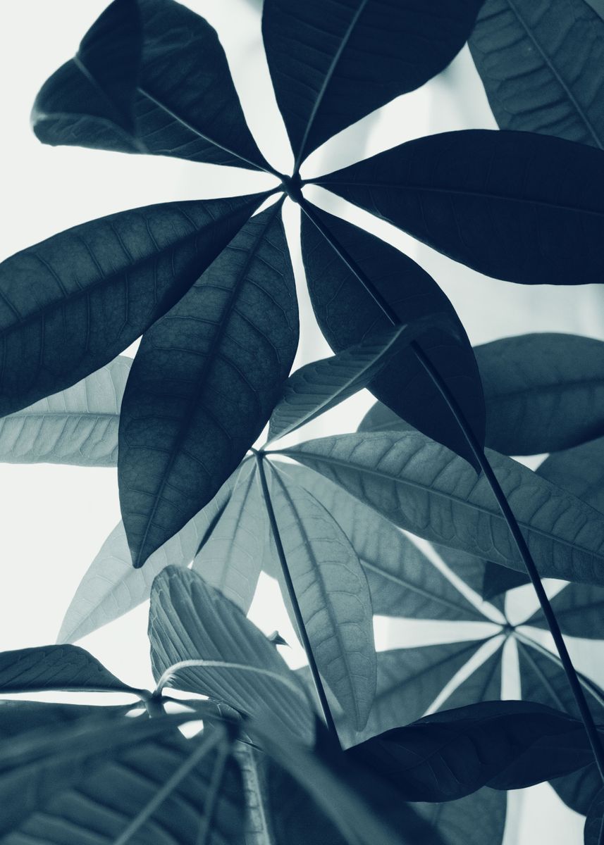 'Pachira Aquatica 4 ' Poster, picture, metal print, paint by Anita's ...
