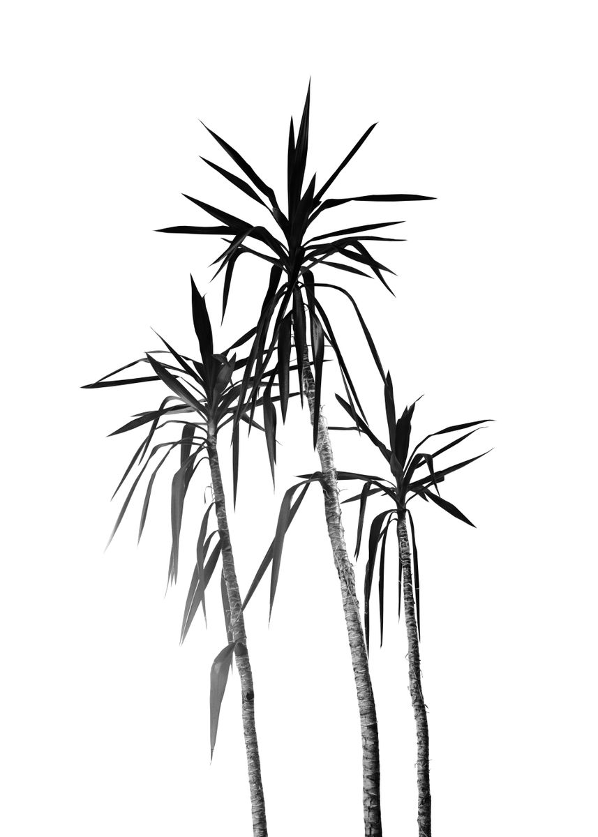 'Palm Trees White 1' Poster, picture, metal print, paint by Anita's ...
