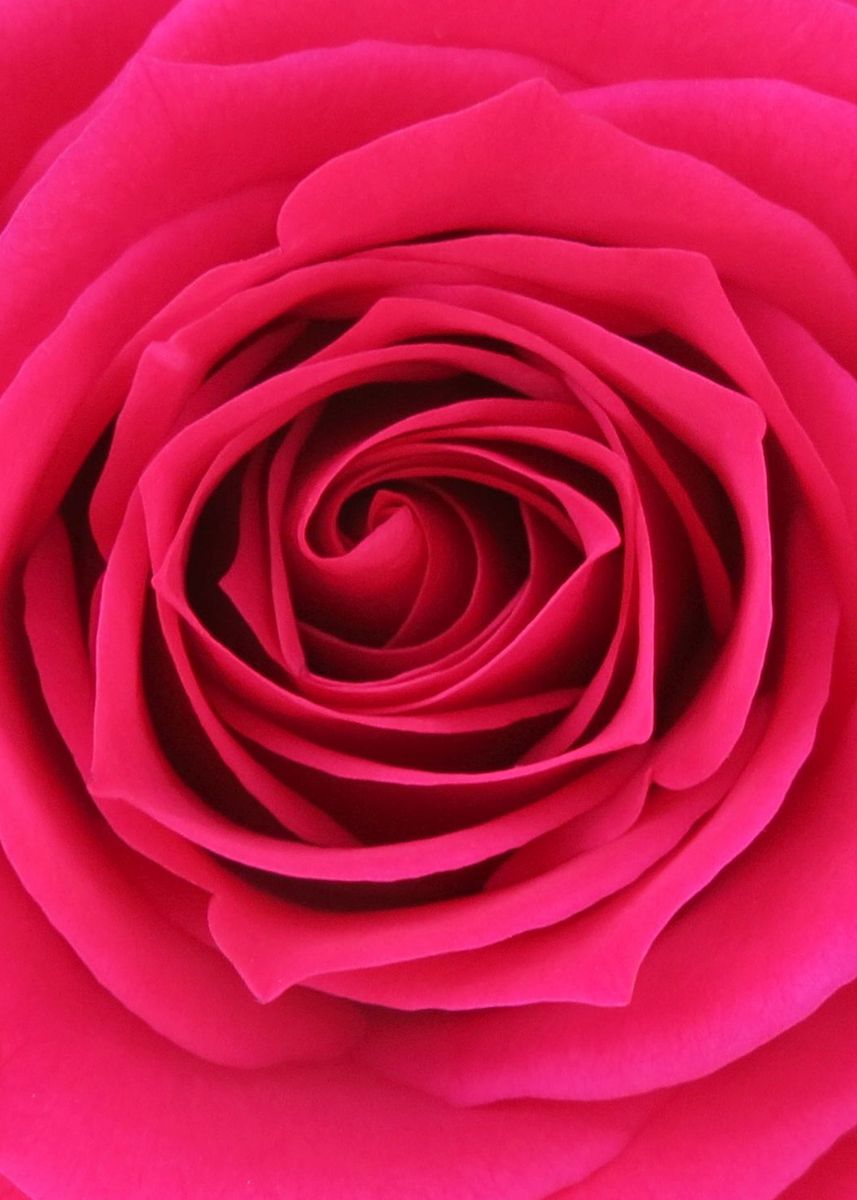 'Stunning Dark Pink Rose' Poster by Paula McB | Displate