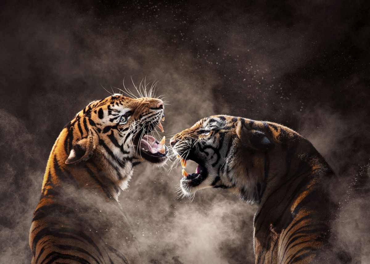 'Tigers fighting ' Poster by nogar007 | Displate