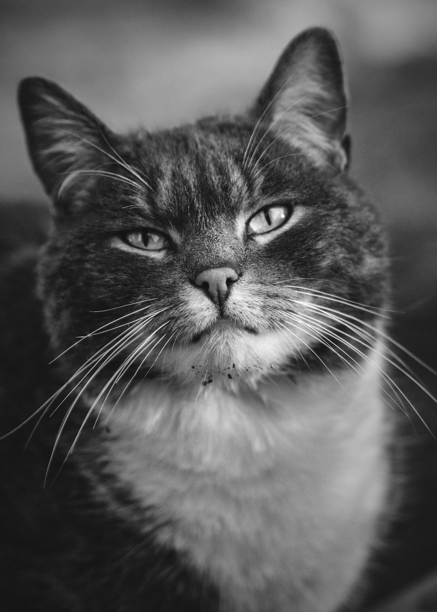 'Condescending Look' Poster, picture, metal print, paint by Bob Orsillo ...