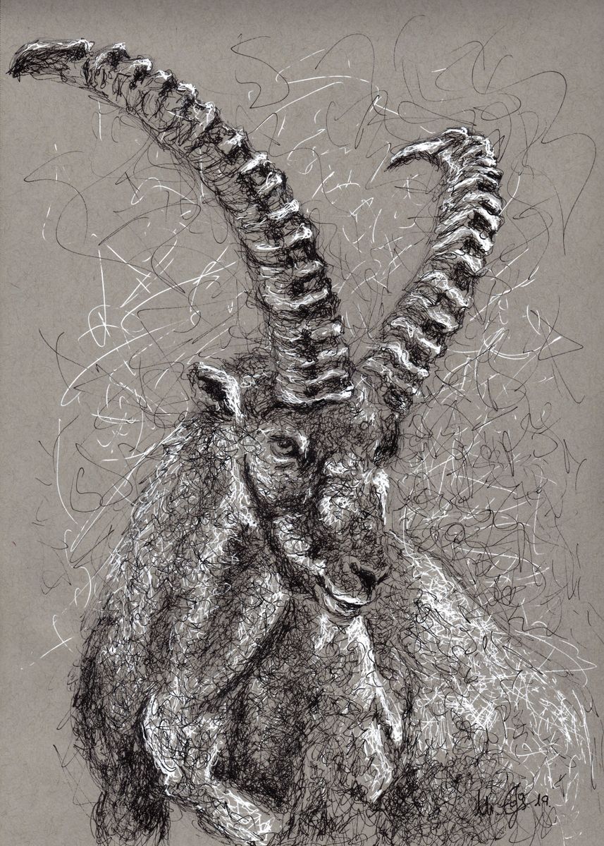 'ibex scribble art' Poster, picture, metal print, paint by Manuella ...