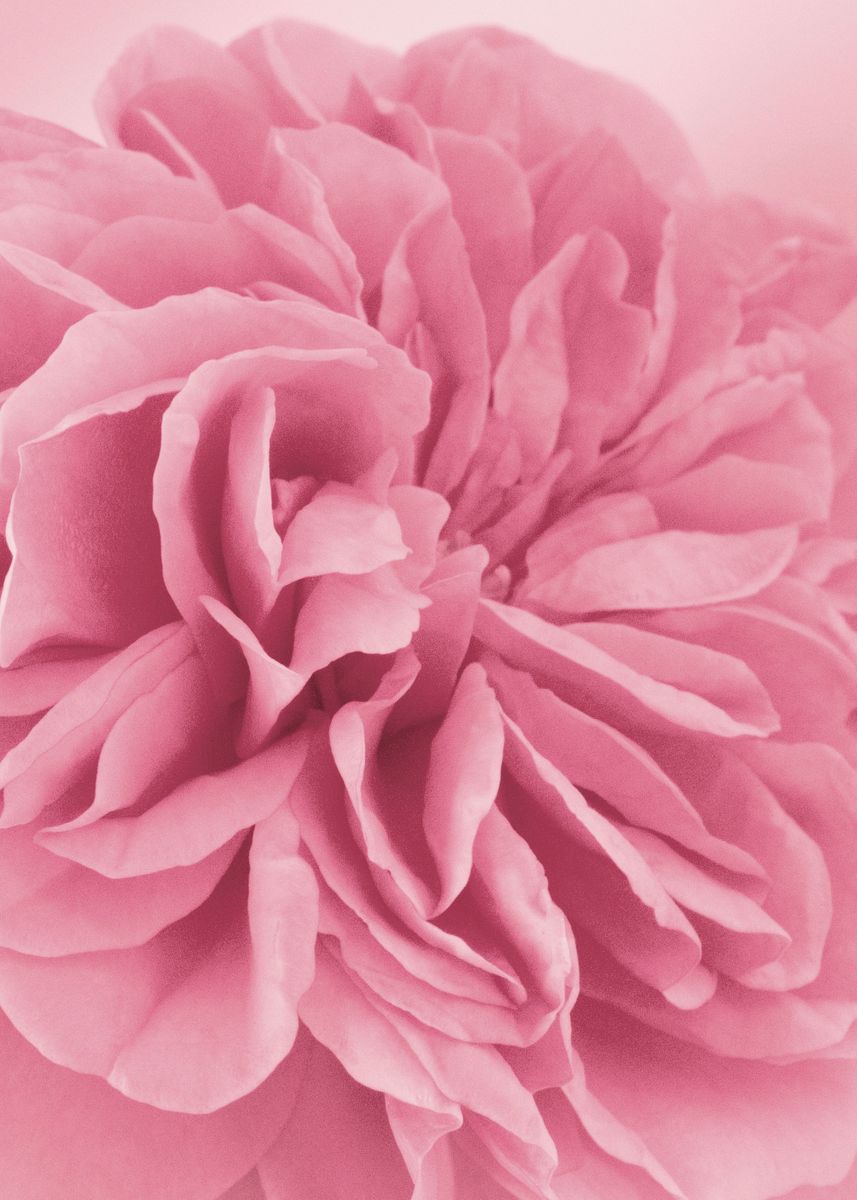 'Light Pink Rose 1 ' Poster, picture, metal print, paint by Anita's ...