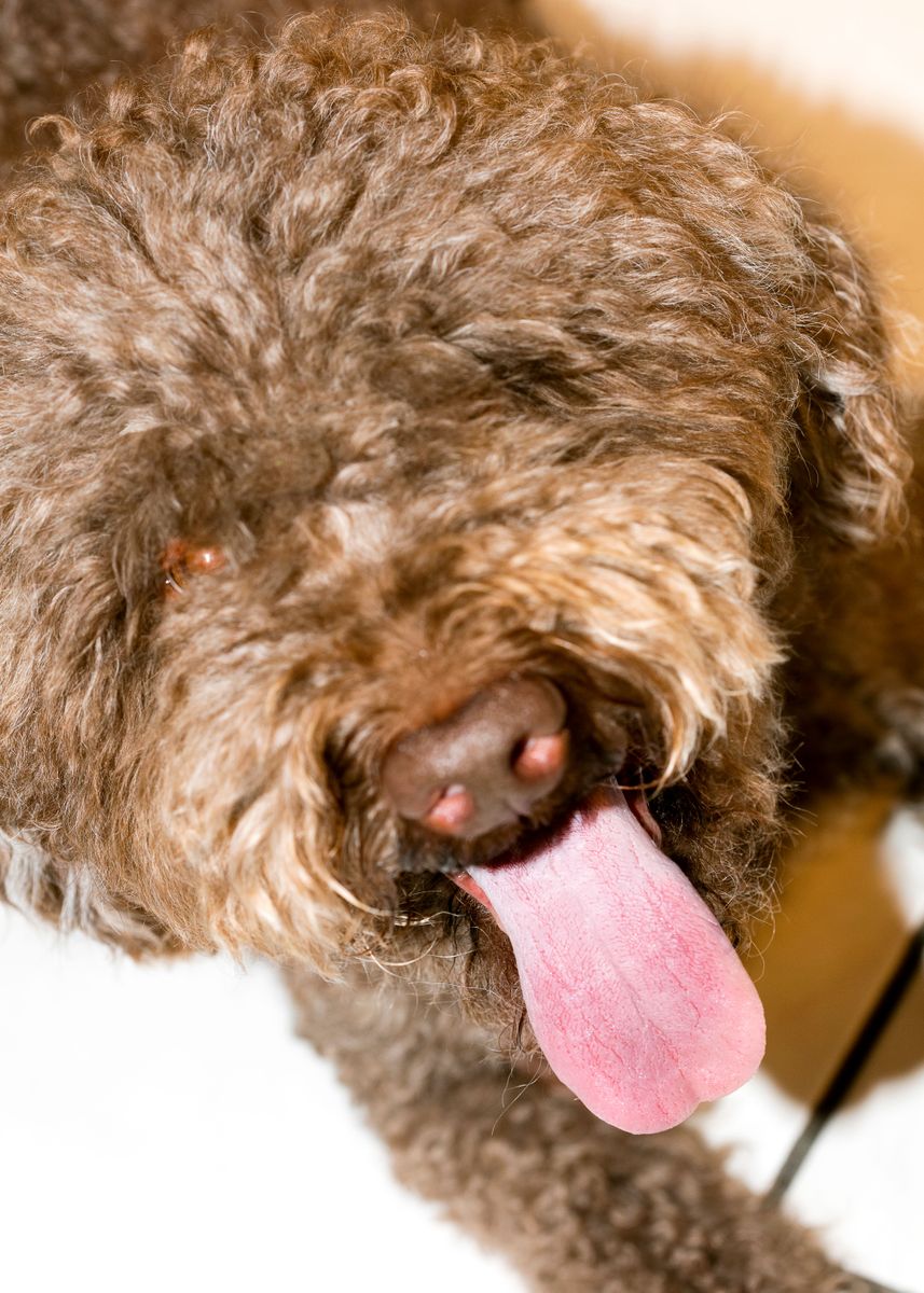 'Lagotto Romagnolo macro' Poster, picture, metal print, paint by ...