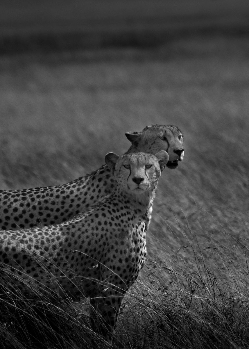 'Cheetah Couple' Poster, picture, metal print, paint by Simon Garcia ...