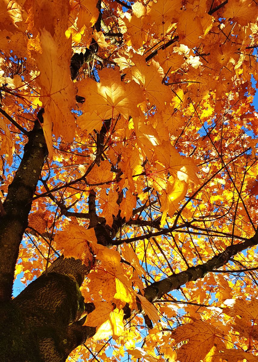 'tree leaves' Poster, picture, metal print, paint by alex neumayer ...