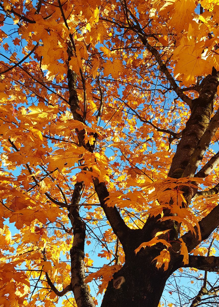 'orange leaves tree' Poster by alex neumayer | Displate