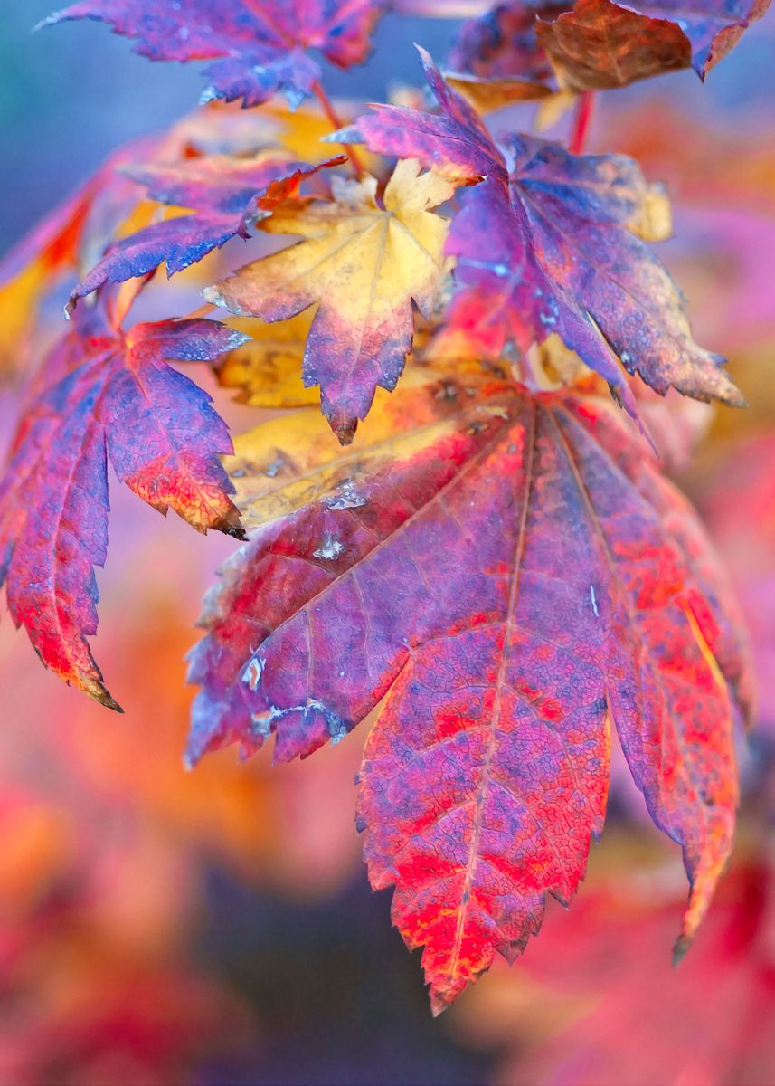'Stunning Maple Leaves' Poster by Art Ofphotos | Displate