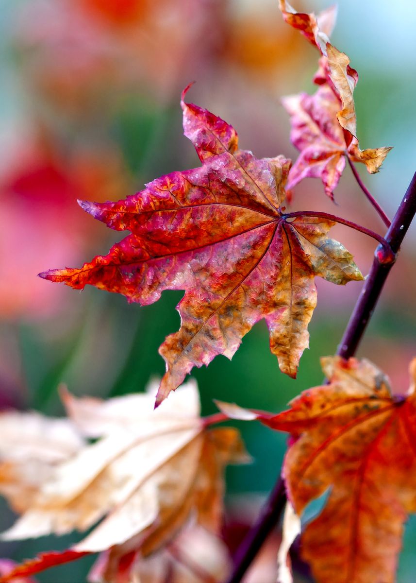 'Delicate Maple Leaves' Poster by Art Ofphotos | Displate