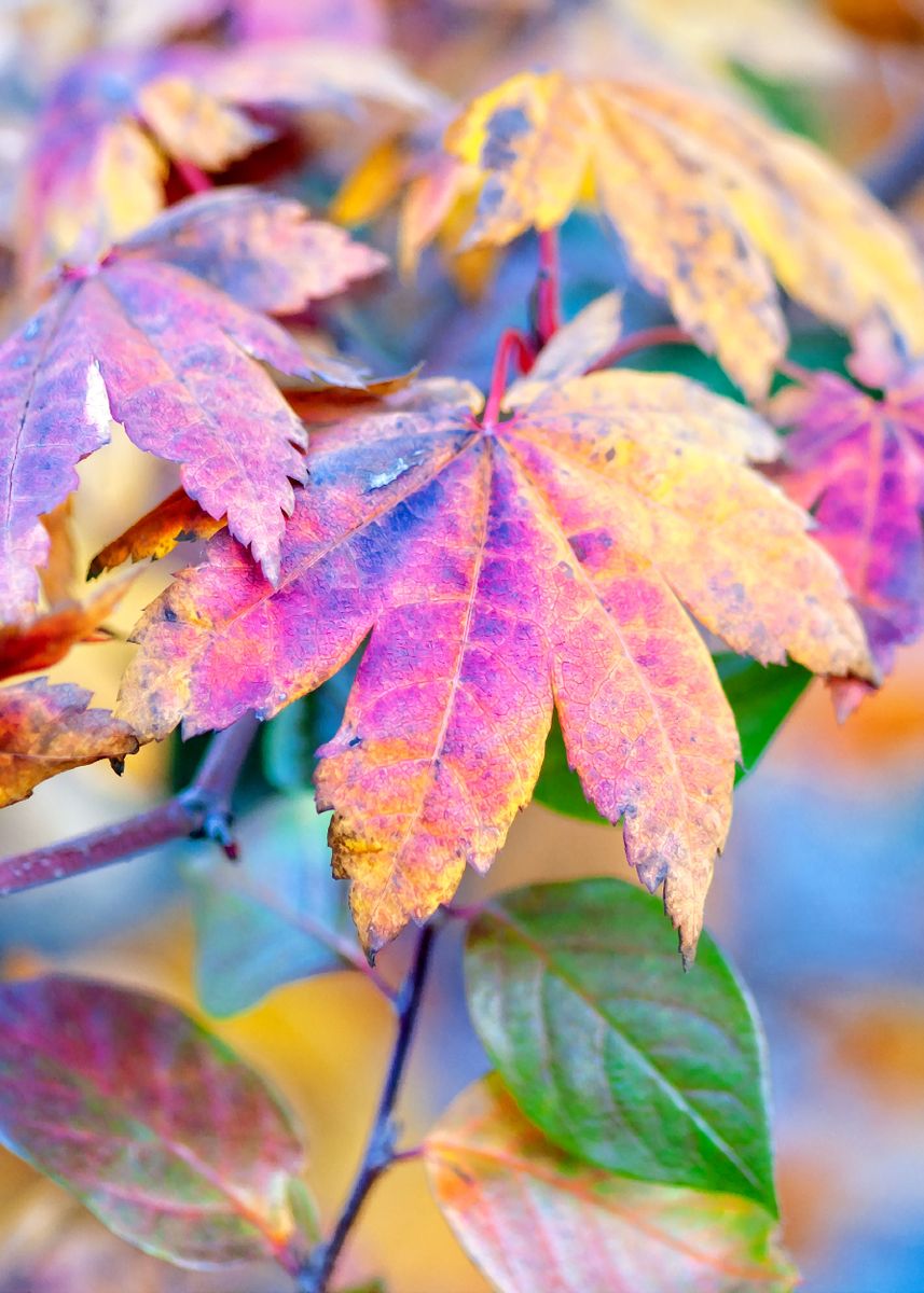 'Pretty Maple Leaves' Poster, picture, metal print, paint by Art ...