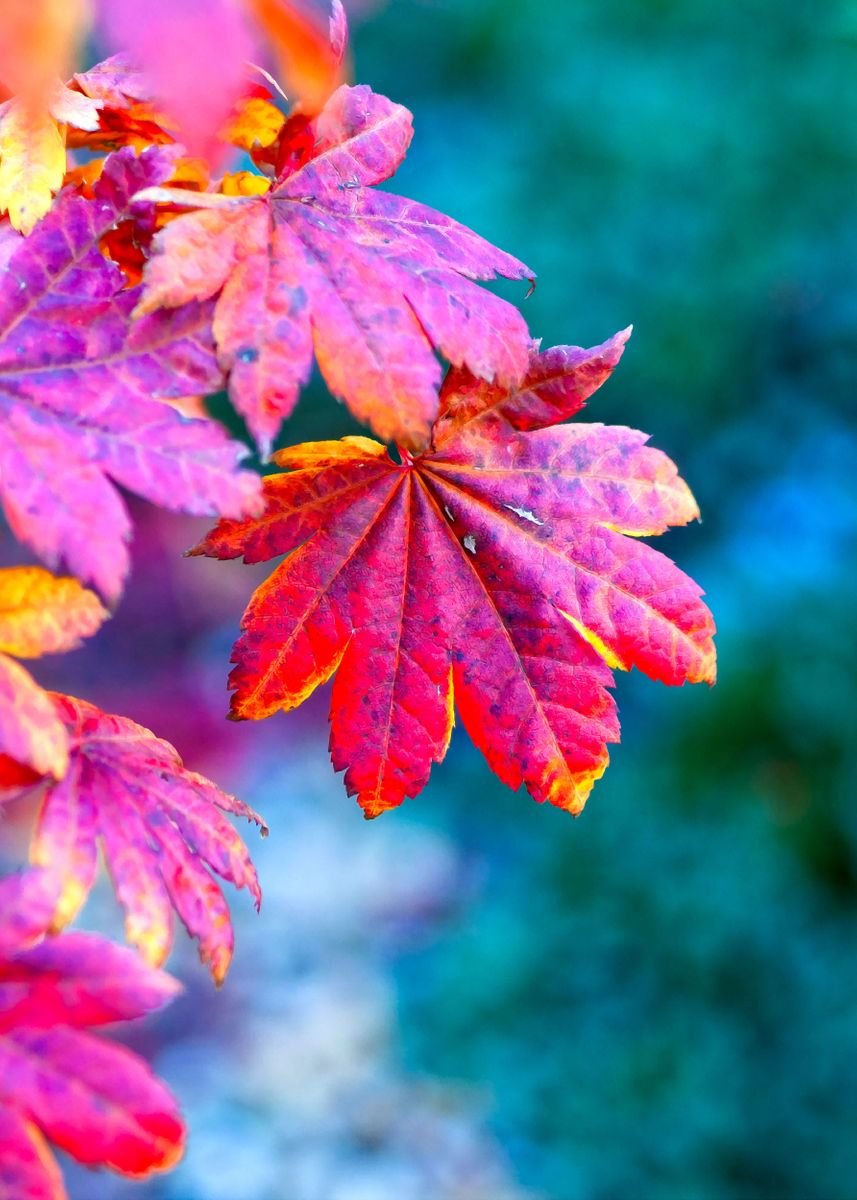 'Marvelous Maple Leaves' Poster, picture, metal print, paint by Art ...