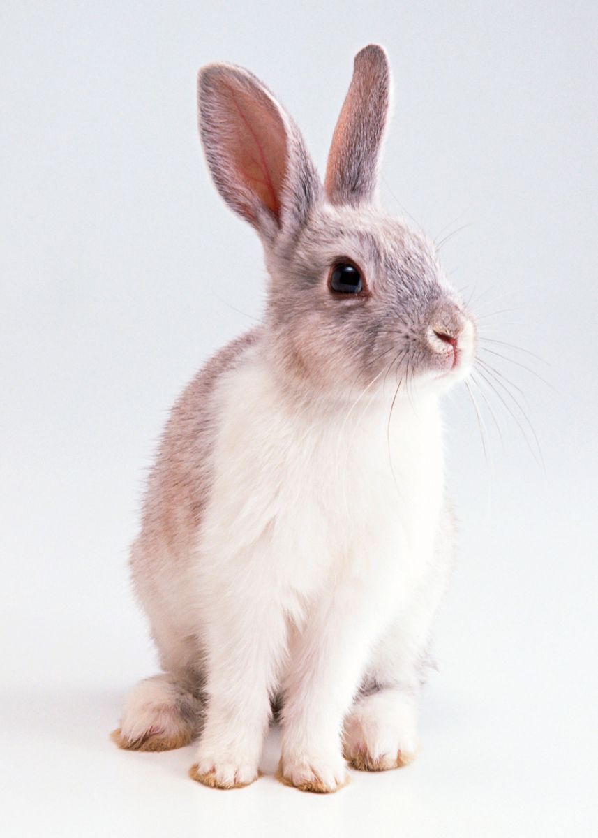 'cute Rabbit posters' Poster, picture, metal print, paint by MK studio ...