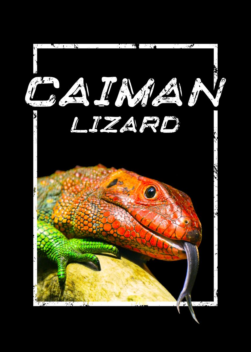 'Caiman Lizard Art Print' Poster by Jon Alderman | Displate