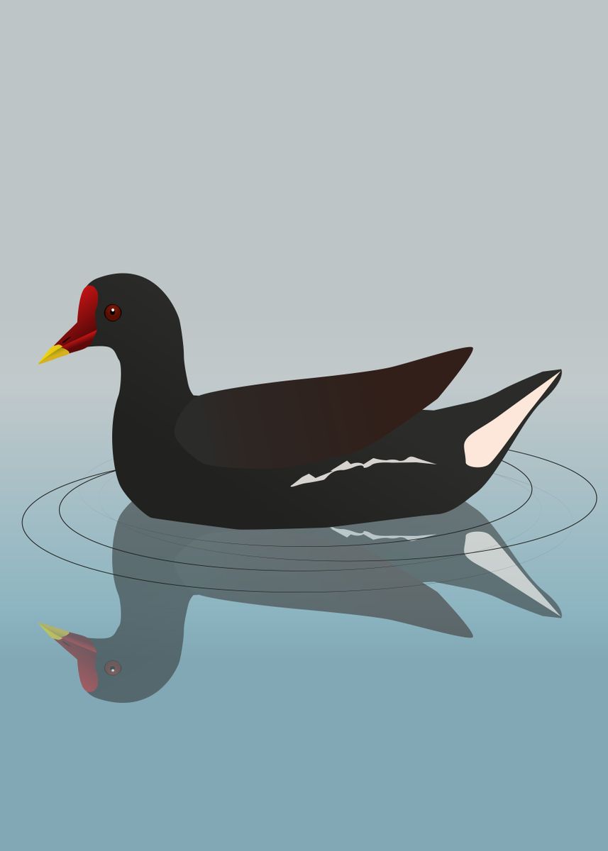 ' Common moorhen vector' Poster, picture, metal print, paint by Bianca ...