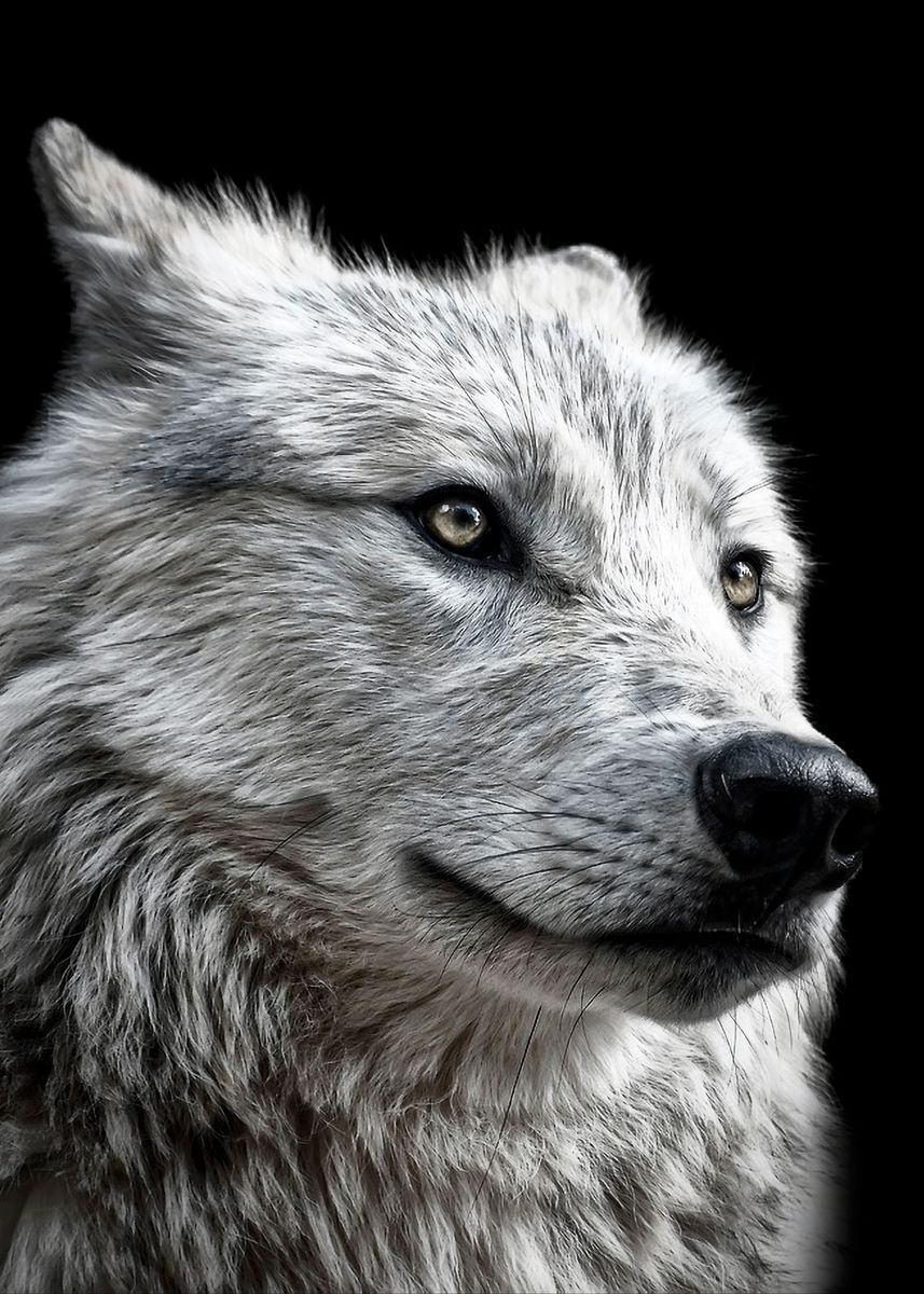 'wild wolf face poster ' Poster, picture, metal print, paint by mk ...