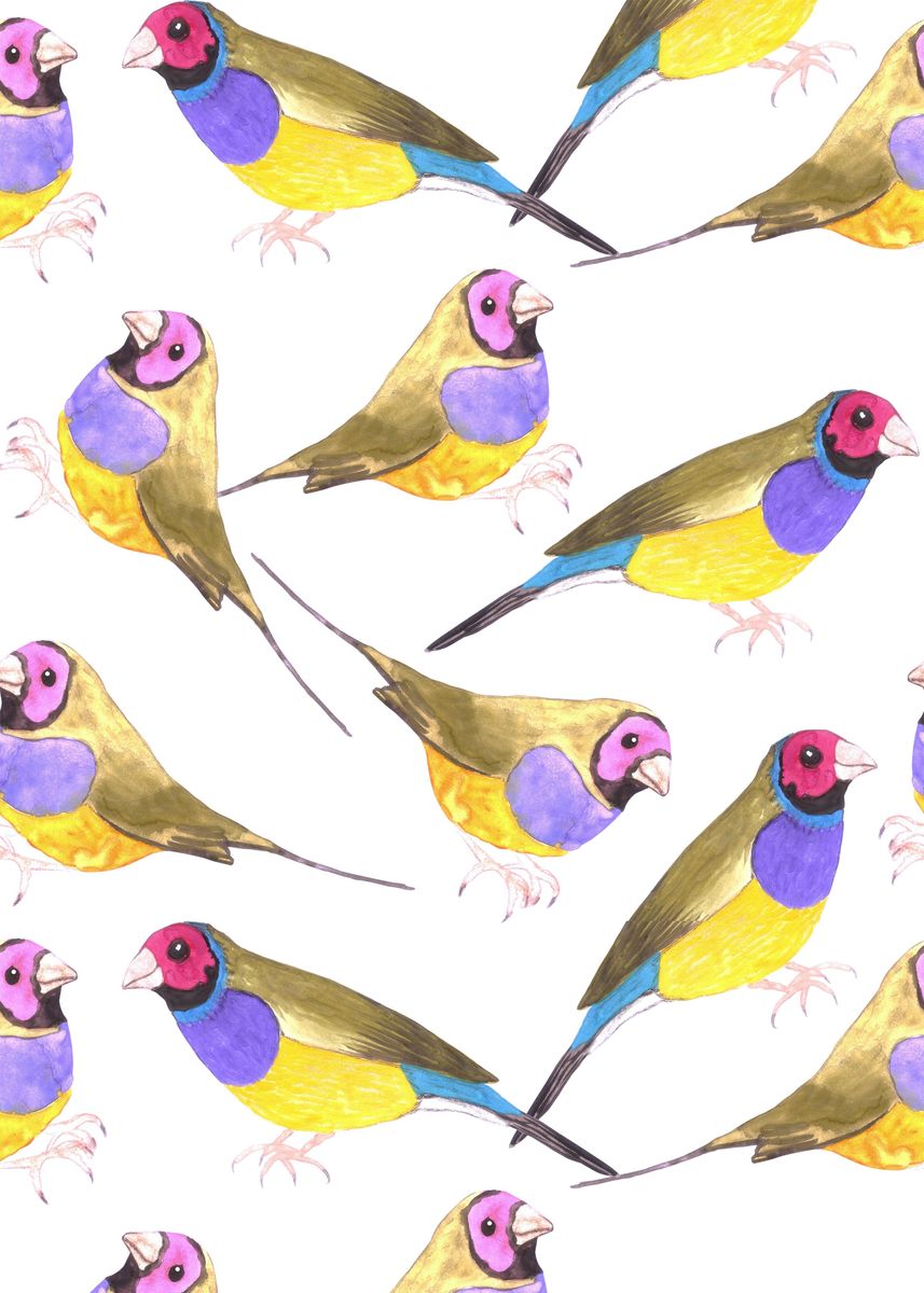 'Gouldian finch birds' Poster by Shawlin I | Displate