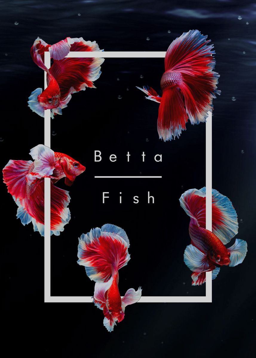 'Betta Fish Geometric Print' Poster, picture, metal print, paint by Jon ...