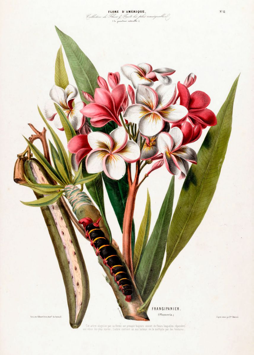 'Frangipani Vintage Botanic' Poster, picture, metal print, paint by Art ...