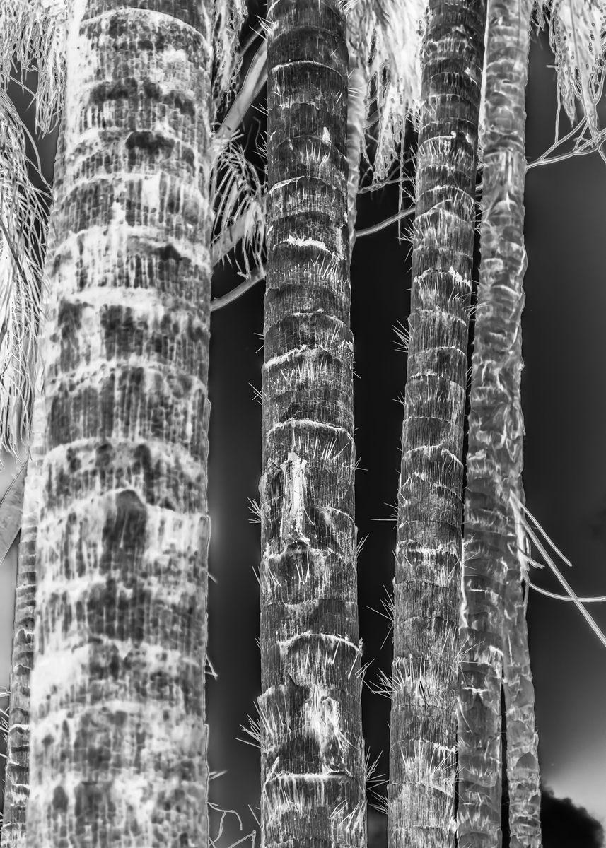 'coconut trees' Poster by edson de moraes | Displate